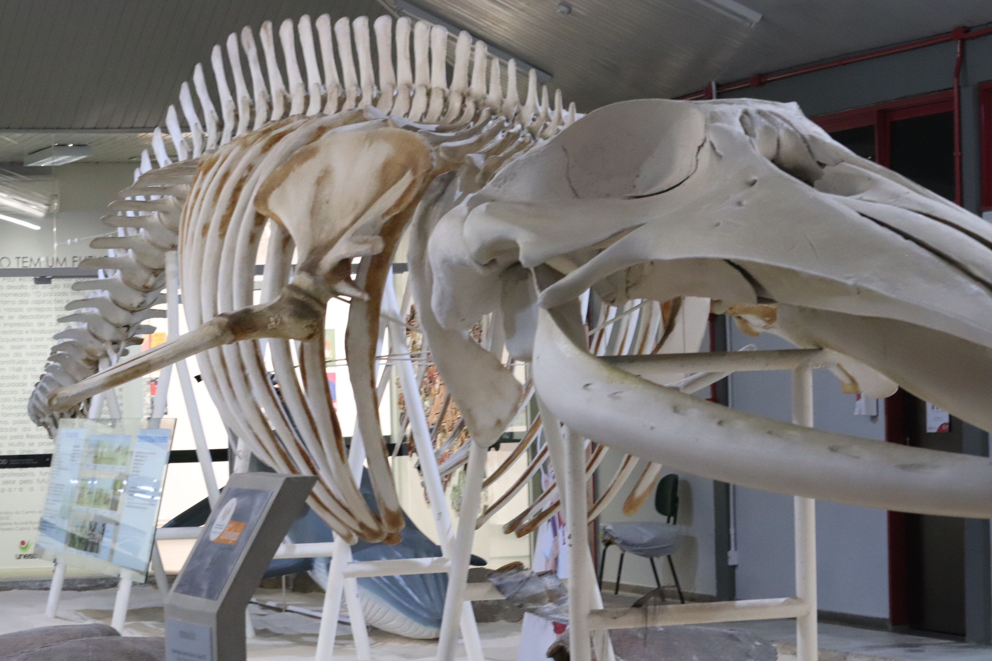 Museu de Zoologia da Unesc celebra 20 anos com programação especial