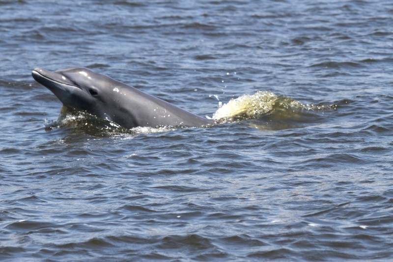 Unesc monitora animais e qualidade da água em rios de SC e RS